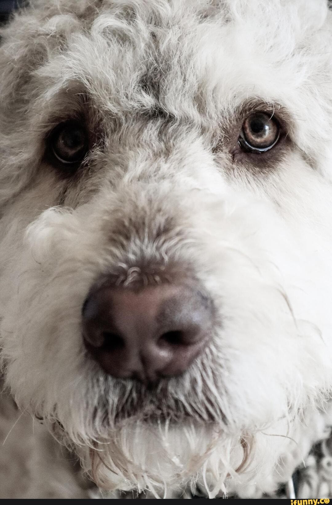 Groodle memes. Best Collection of funny Groodle pictures on iFunny