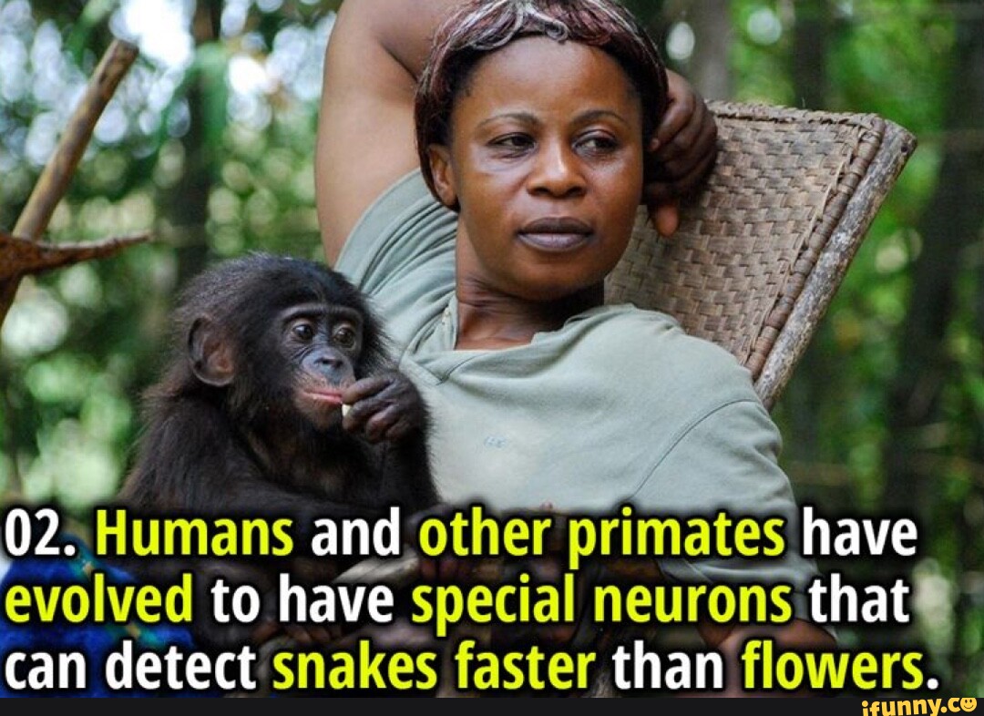02. Humans and other primates have evolved to have special neurons that ...