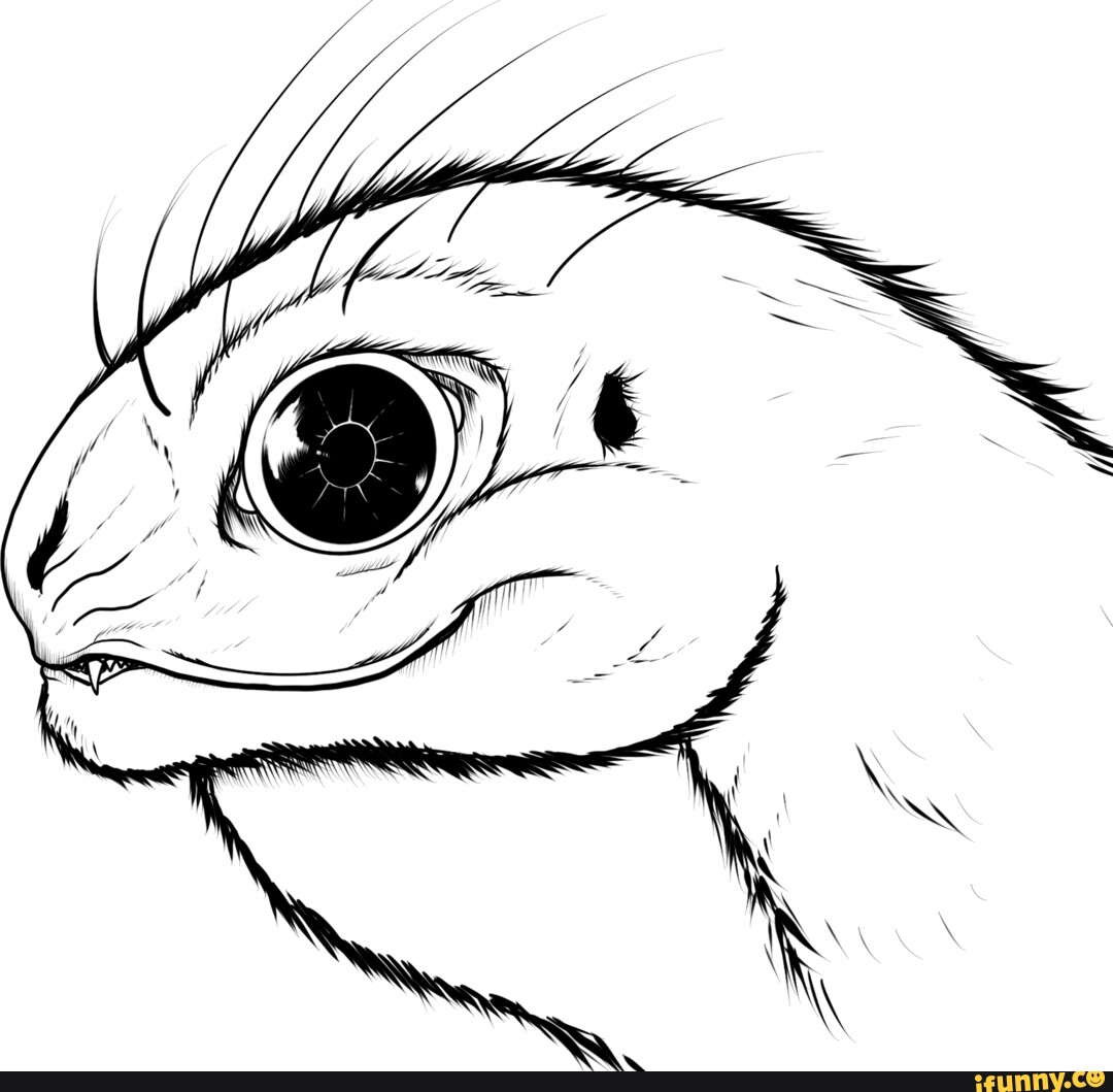 Sinomacrops memes. Best Collection of funny Sinomacrops pictures on iFunny