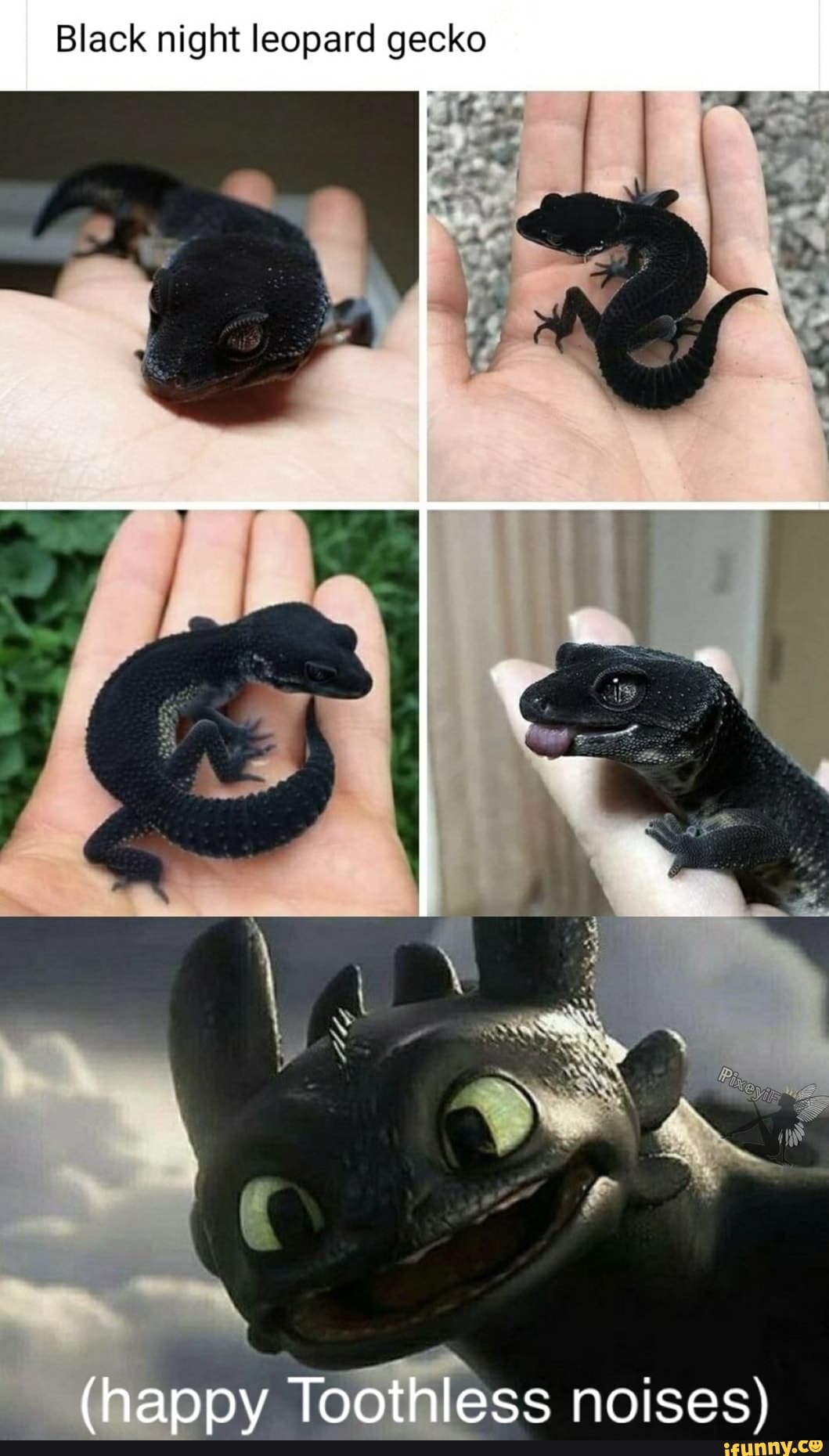 Black night leopard gecko we de (happy Toothless noises) - iFunny