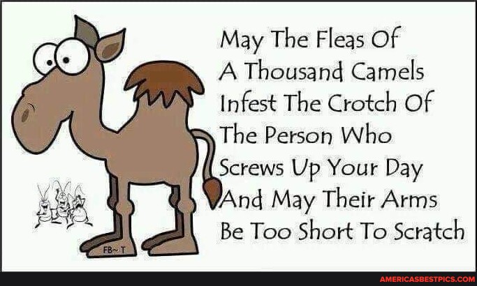 May The Fleas Of A Thousand Camels Infest The Crotch Of The Person Who ...