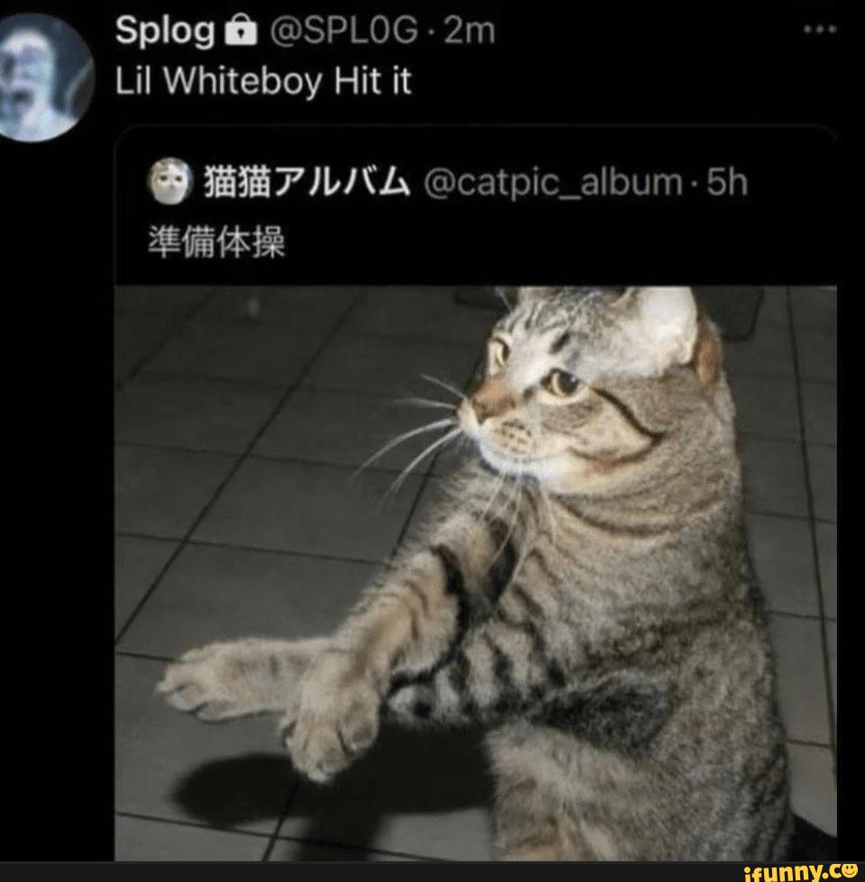 Rule boy - rule boy Splog @SPLOG Lil Whiteboy Hit it @catpic_aloum- Sh ...