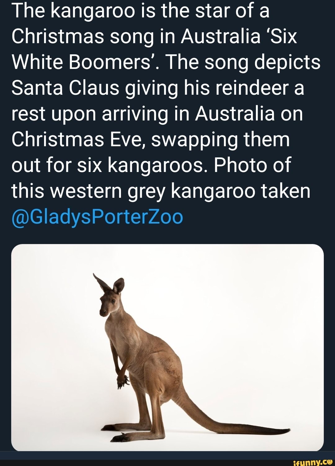 The kangaroo is the star of a Christmas song in Australia 'Six White ...