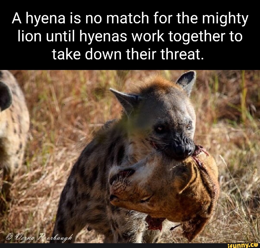 Hyena memes. Best Collection of funny Hyena pictures on iFunny