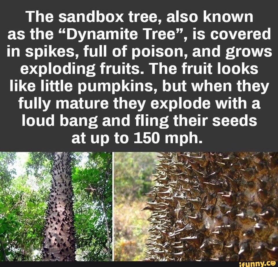 The sandbox tree, also known as the “Dynamite Tree”, is covered in ...