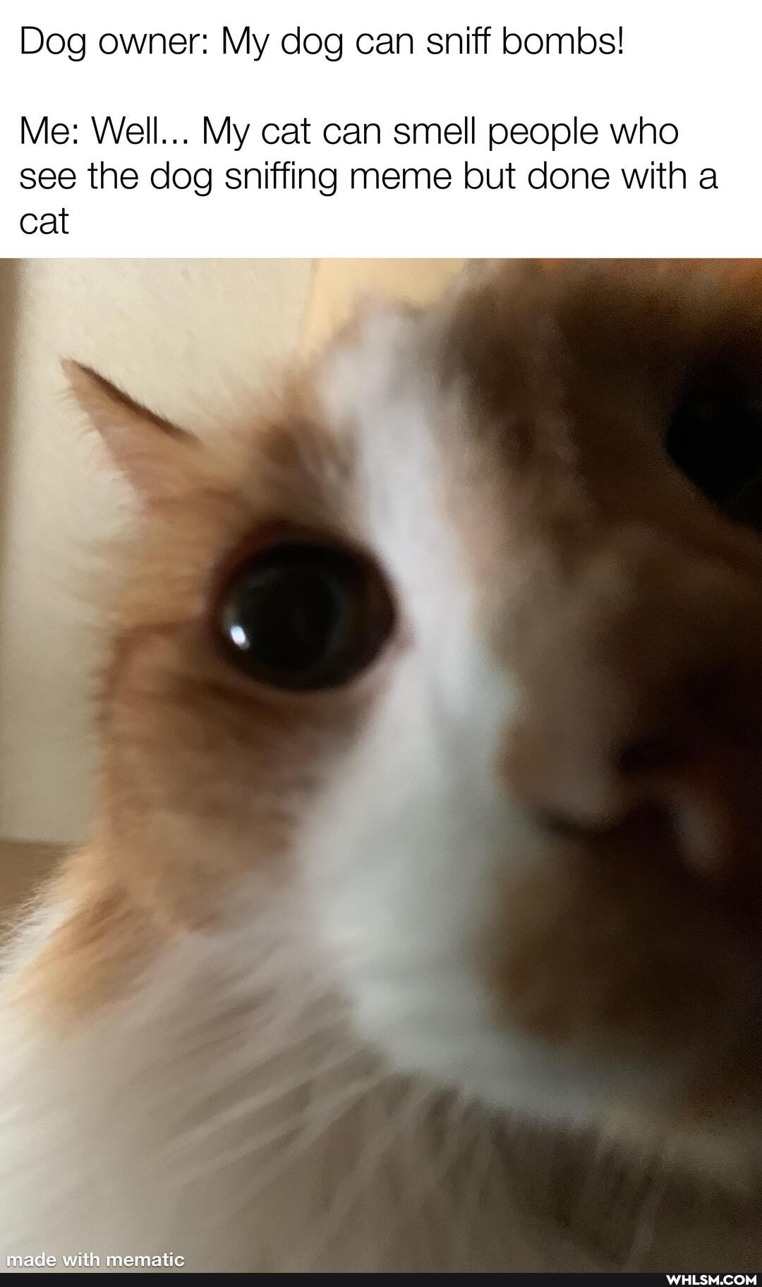 Dog owner: My dog can sniff bombs! Me: Well... My cat can smell people ...