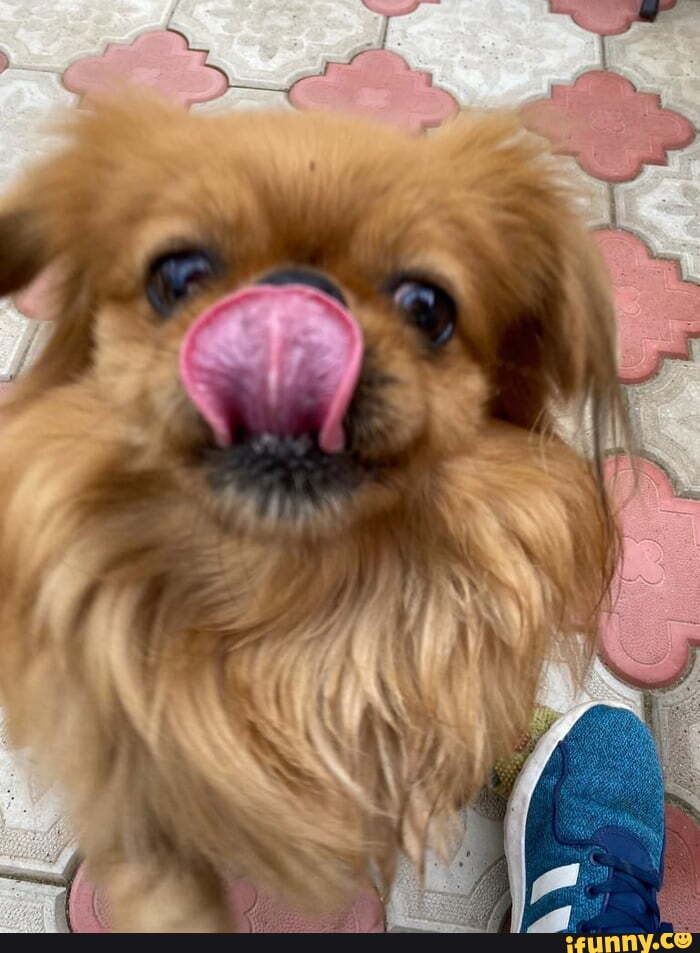 Pekingese memes. Best Collection of funny Pekingese pictures on iFunny