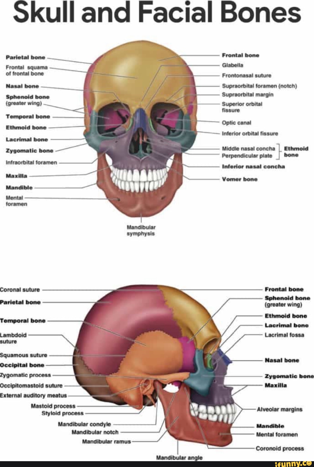 Skull and Facial Bones Supraorbital foramen (notch) Supraorbital margin ...