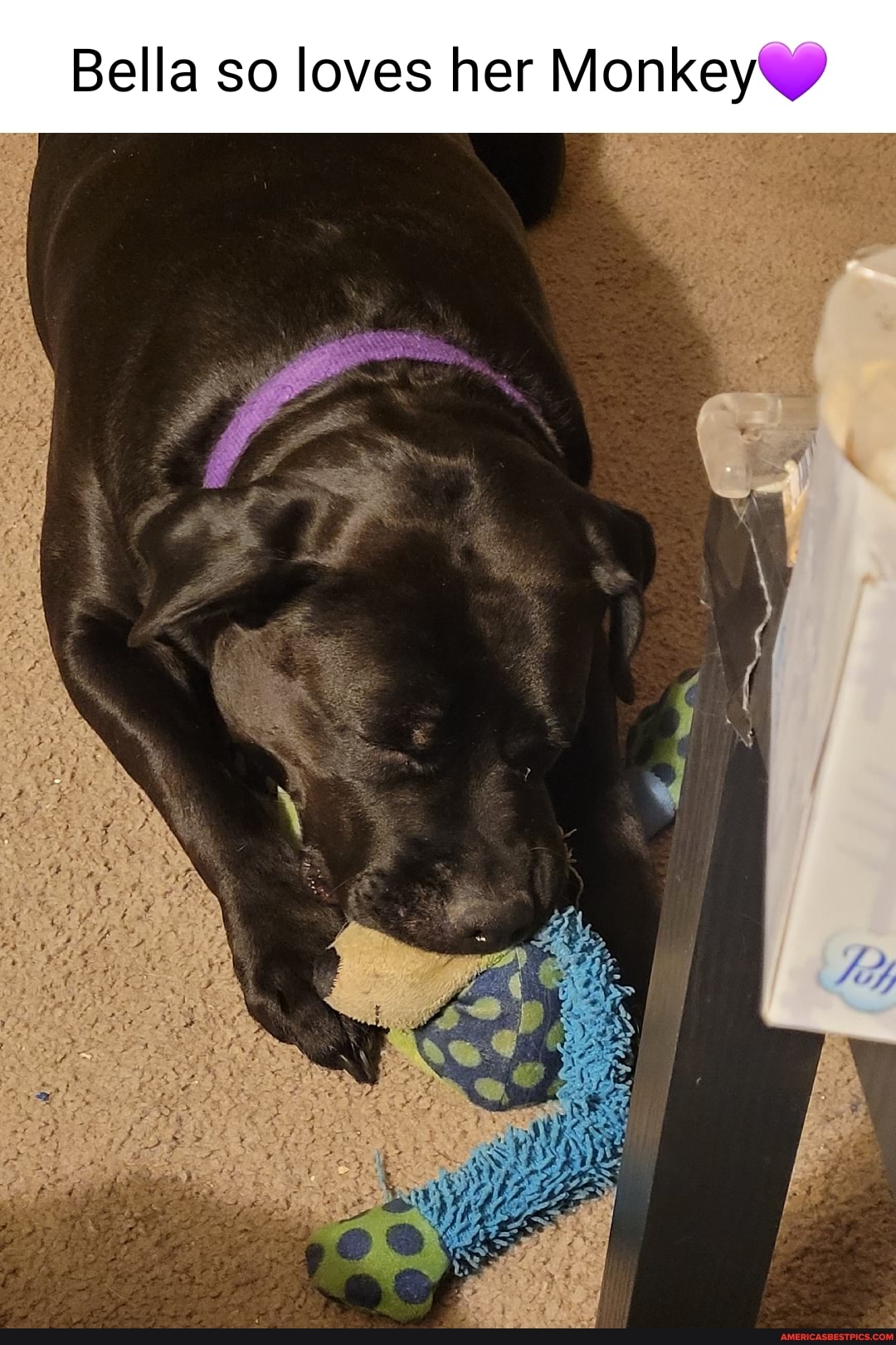 Bella so loves her Monkey - America’s best pics and videos