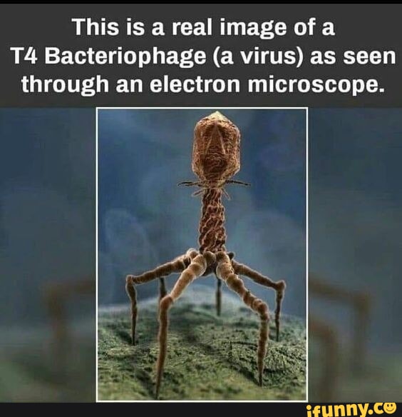 Microscope memes. Best Collection of funny Microscope pictures on iFunny