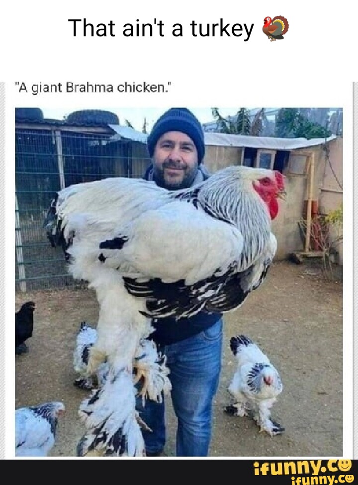 That ain't a turkey @ "A giant Brahma chicken." - iFunny