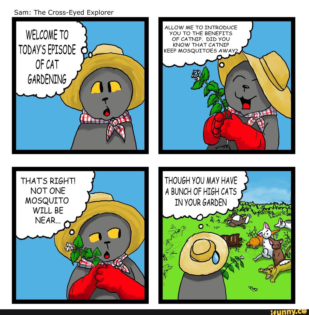 Sam: The Cross-Eyed Explorer WELCOME TO TODAY'S EPISODE OF CAT ...