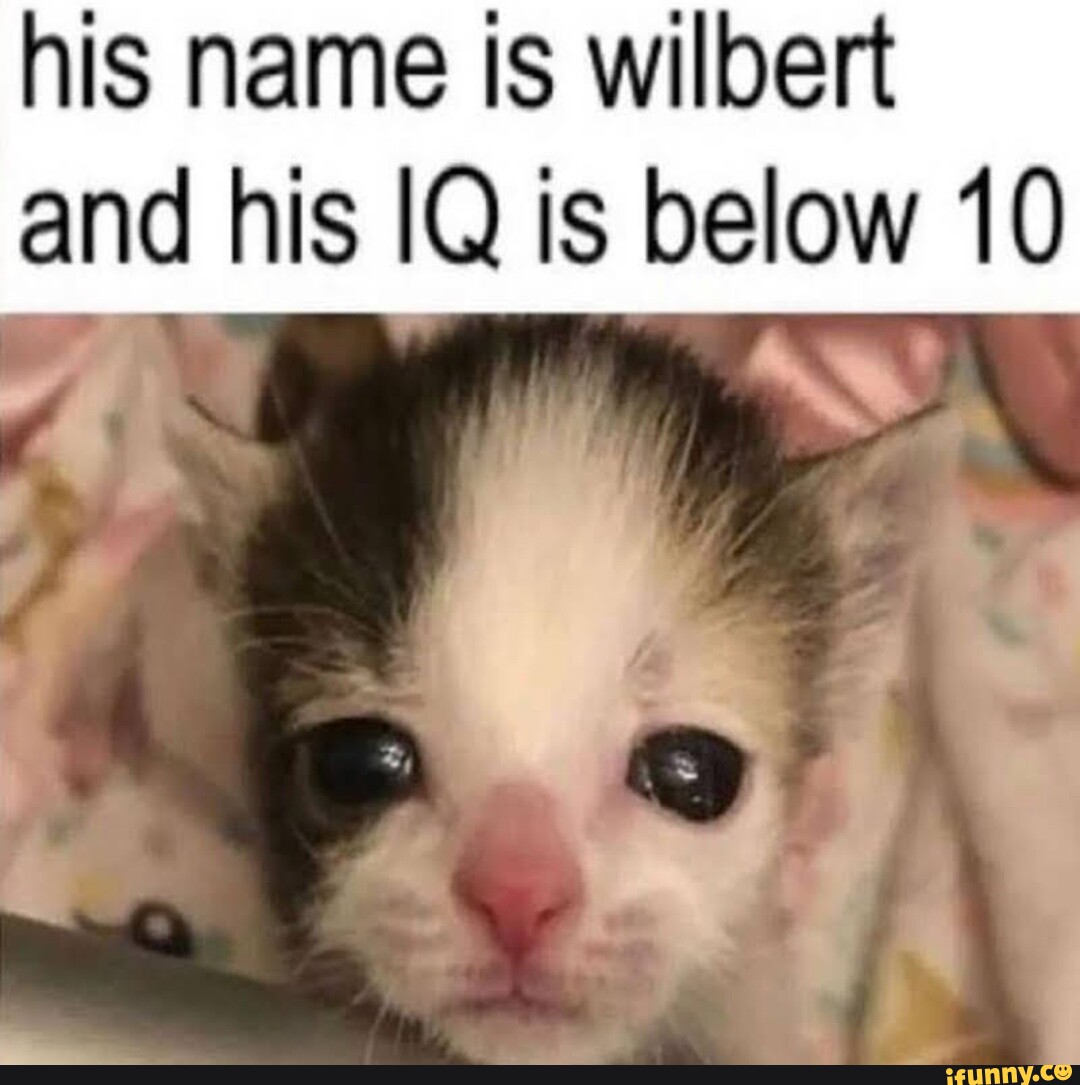 Wilbert memes. Best Collection of funny Wilbert pictures on iFunny