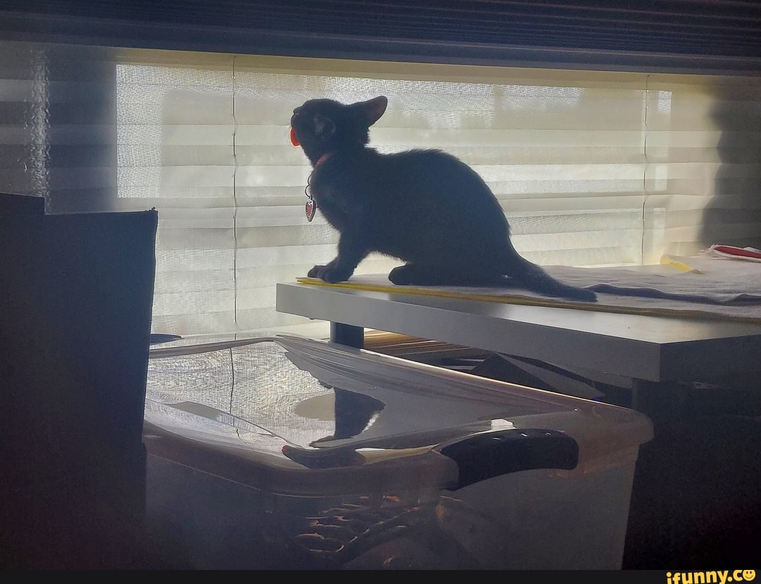 Airhead memes. Best Collection of funny Airhead pictures on iFunny