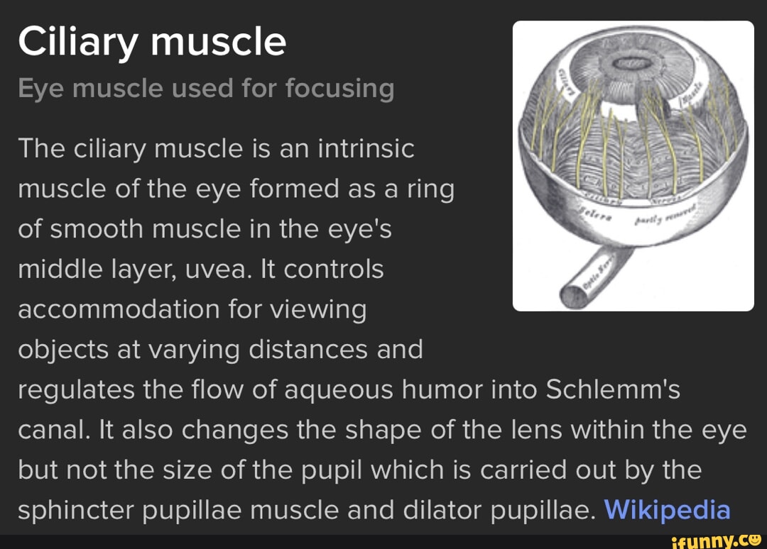 Ciliary muscle Eye muscle used for focusing The ciliary muscle is an ...