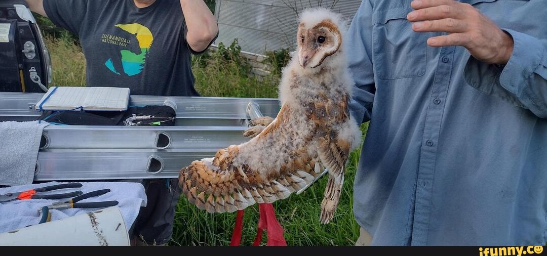 Barn_owl memes. Best Collection of funny Barn_owl pictures on iFunny