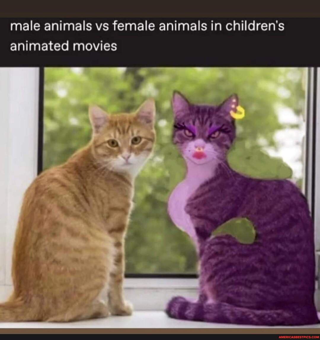 Male animals vs female animals in children's animated movies - America ...