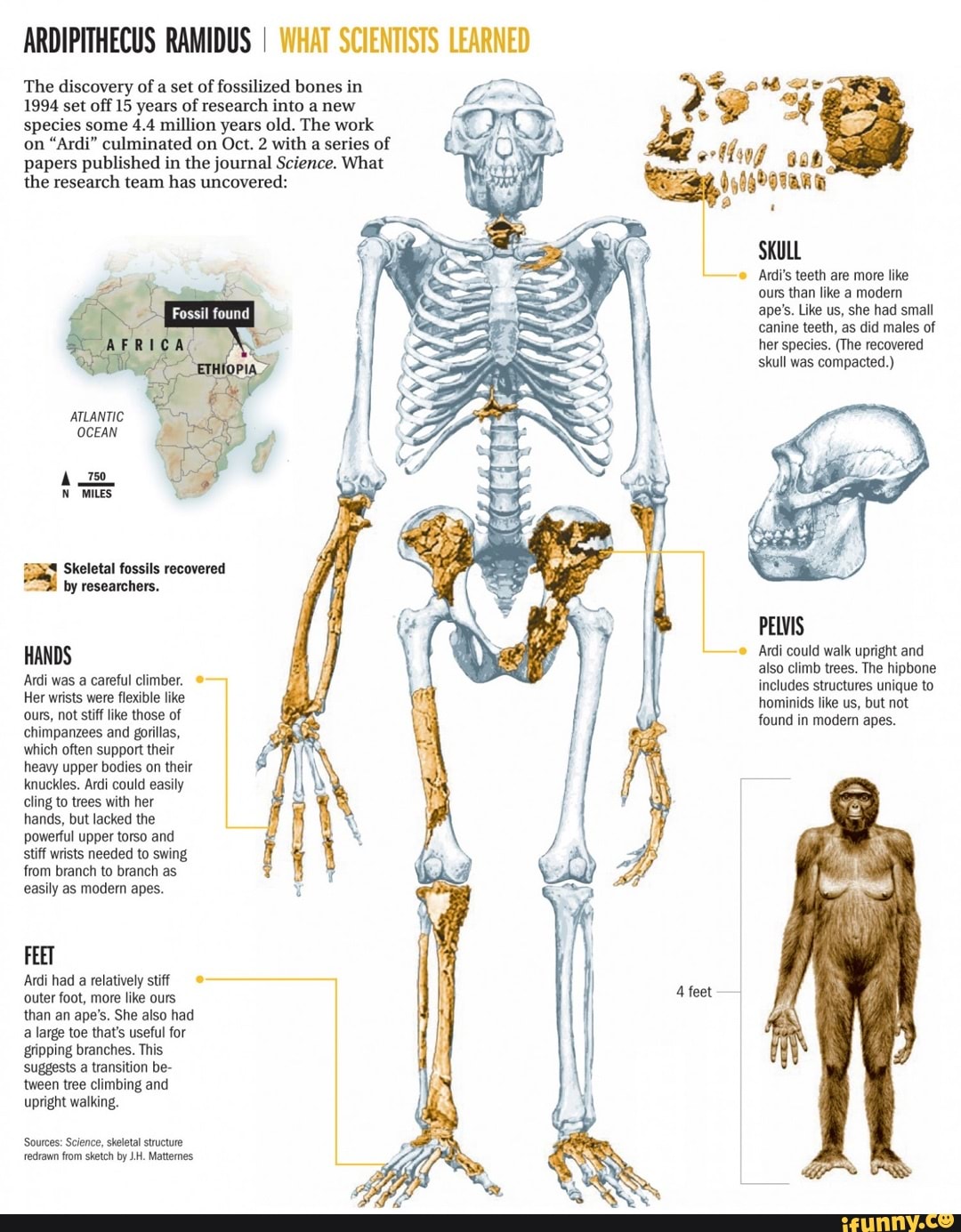 ARDIPITHECUS RAMIDUS I WHAT SCIENTISTS LEARNED The discovery of a set of fossilized bones in ...