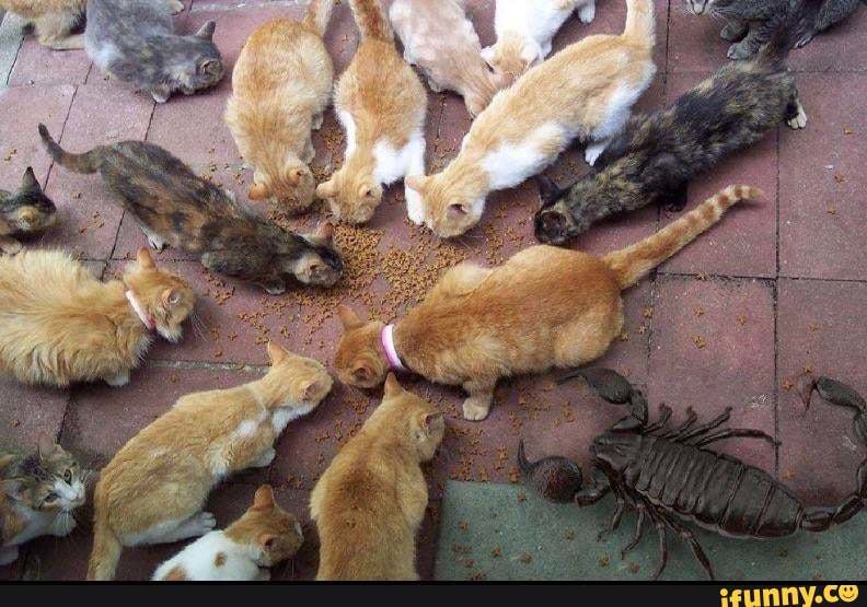 Cursed_cats memes. Best Collection of funny Cursed_cats pictures on iFunny