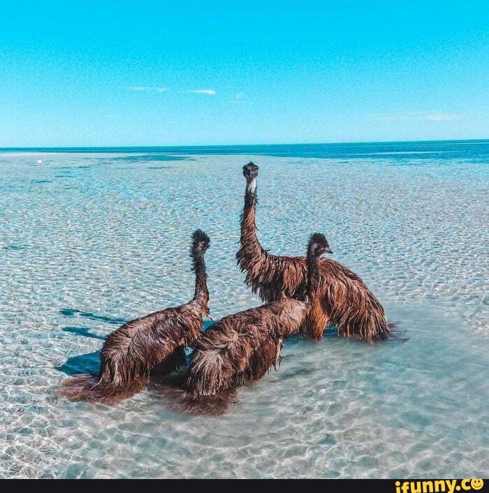 Common_ostrich memes. Best Collection of funny Common_ostrich pictures ...