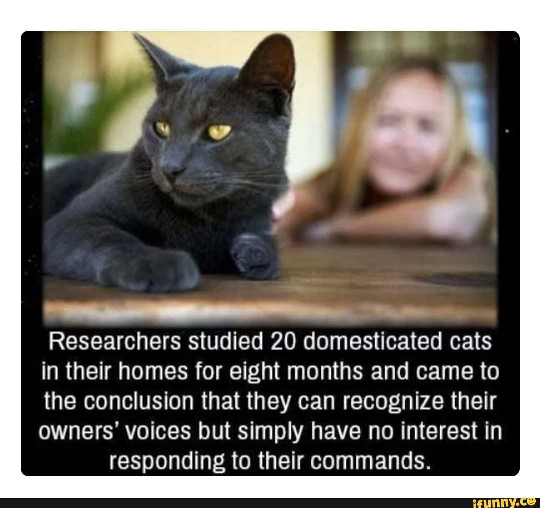 Researchers studied 20 domesticated cats in their homes for eight ...