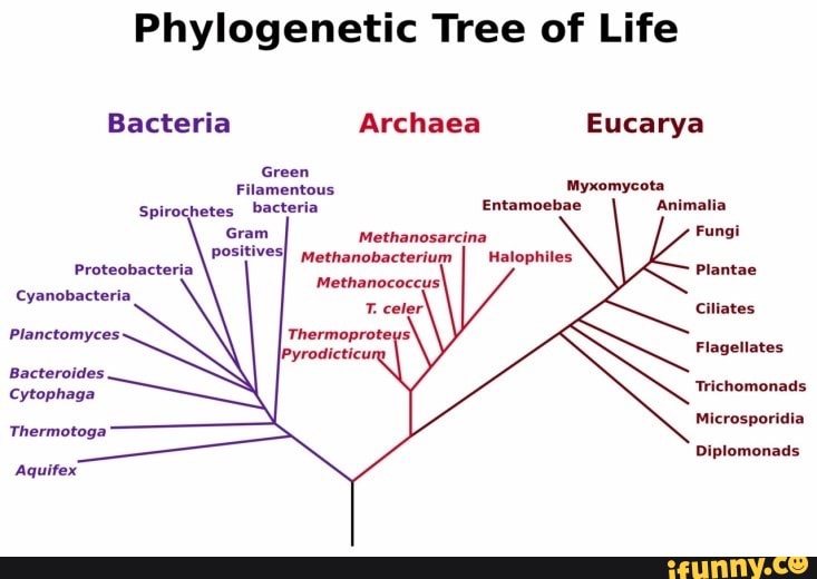 Phylogenetic Tree of Life Bacteria Archaea Eucarya Green Filamentous ...