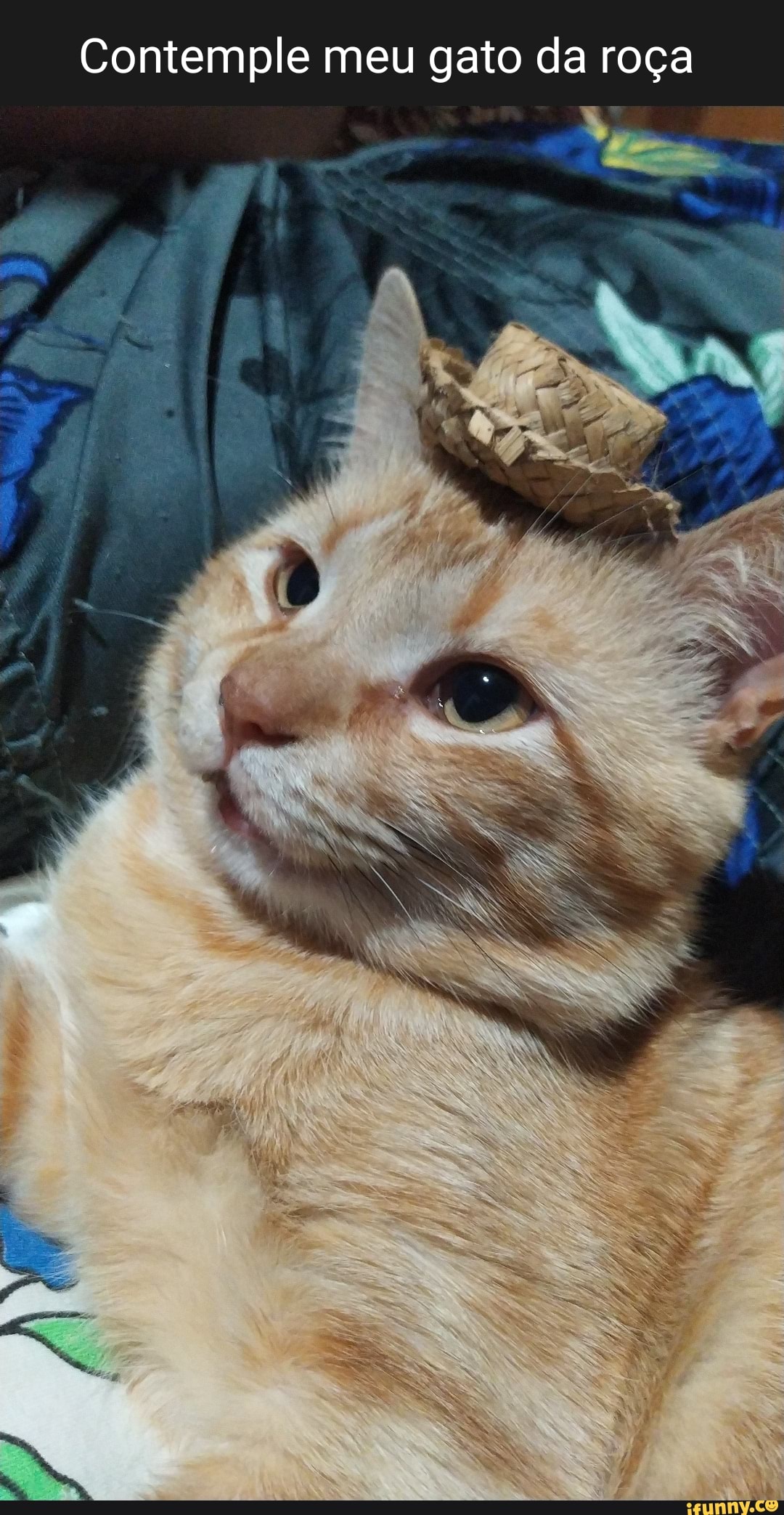 Contemple meu gato da roça - iFunny