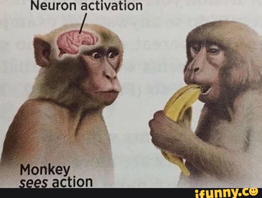 Neuron activation Monkey I sees action - iFunny