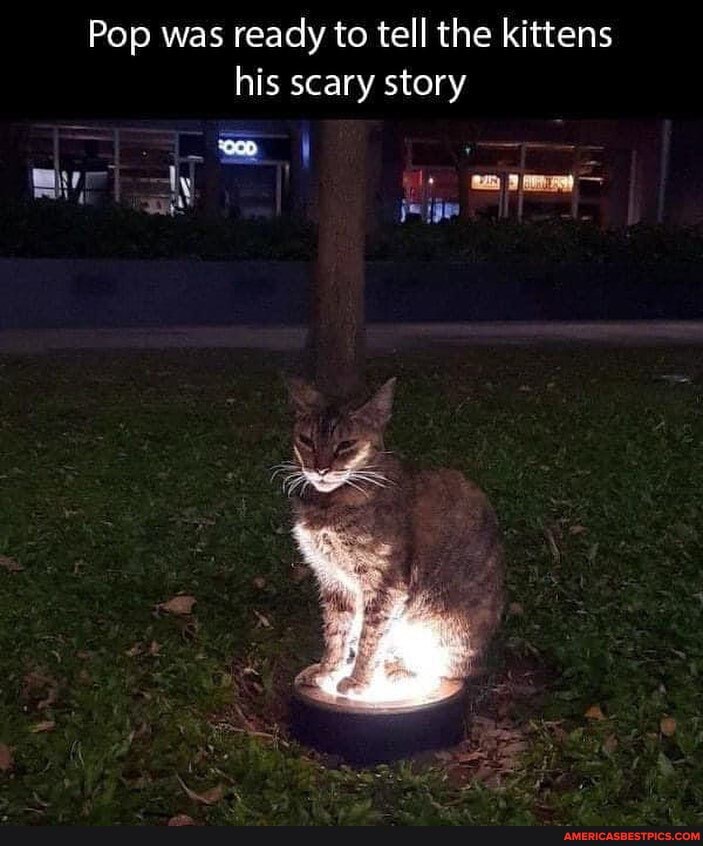 Pop was ready to tell the kittens his scary story I ears - America’s ...