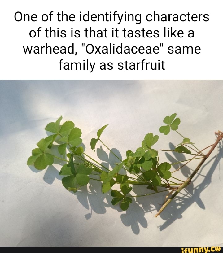 Starfruit memes. Best Collection of funny Starfruit pictures on iFunny