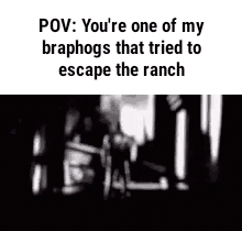 Braphogs memes. Best Collection of funny Braphogs pictures on iFunny