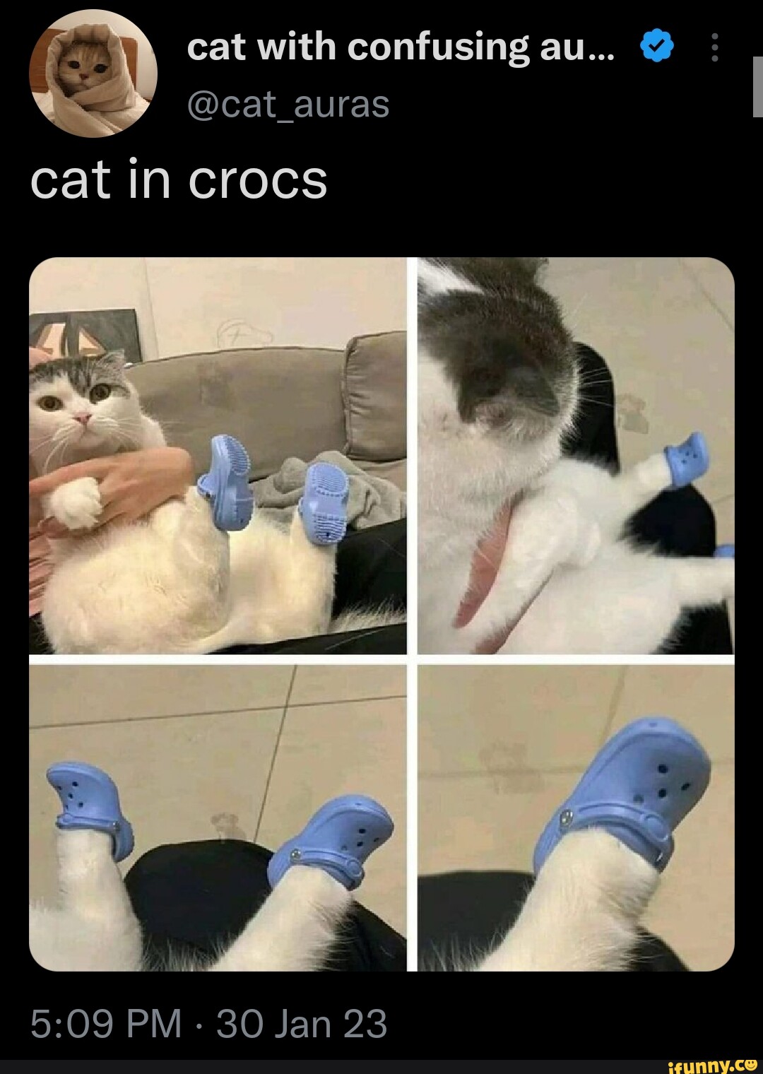 Cat with confusing au... @cat auras cat in crocs PM - 30 Jan 23 - iFunny