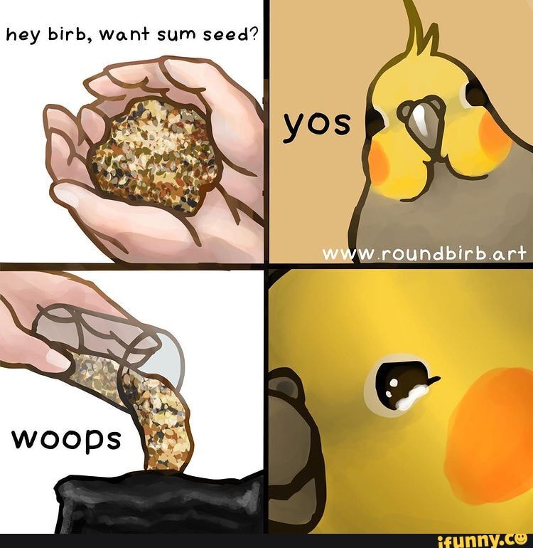 Hey birb, want sum seed? yos www. art - iFunny