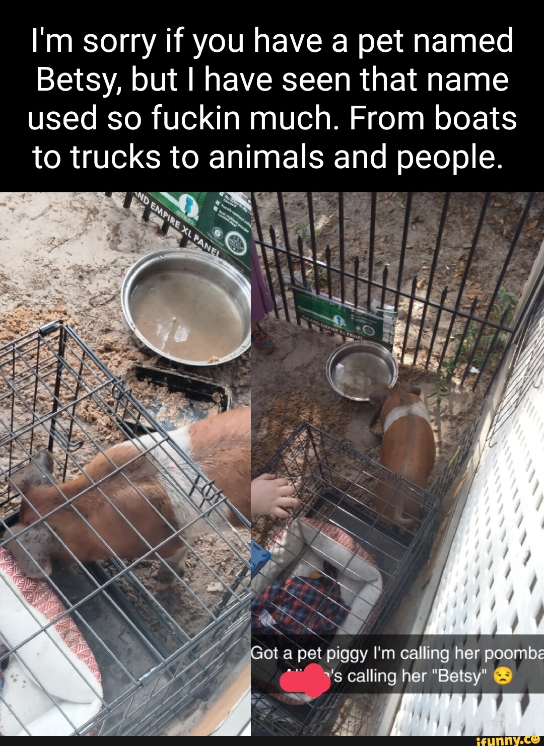 Betsy memes. Best Collection of funny Betsy pictures on iFunny