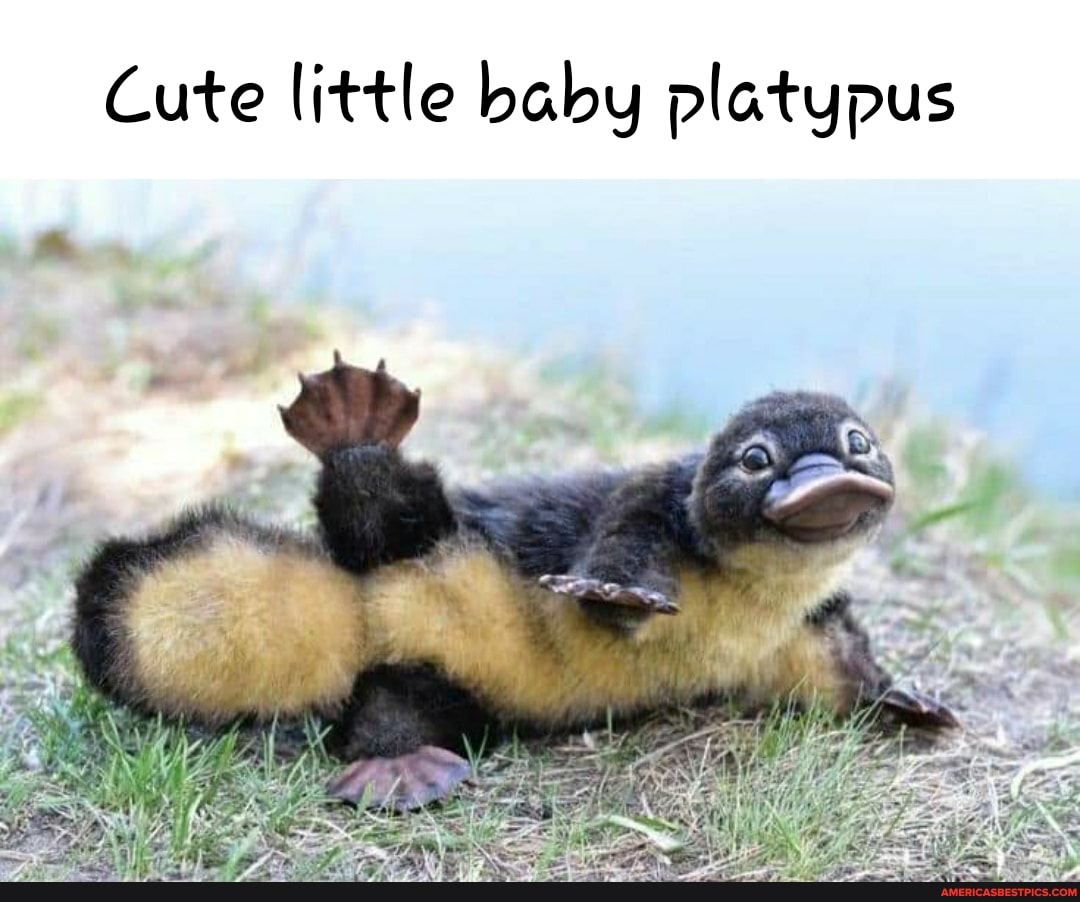Cute little baby platypus - America’s best pics and videos