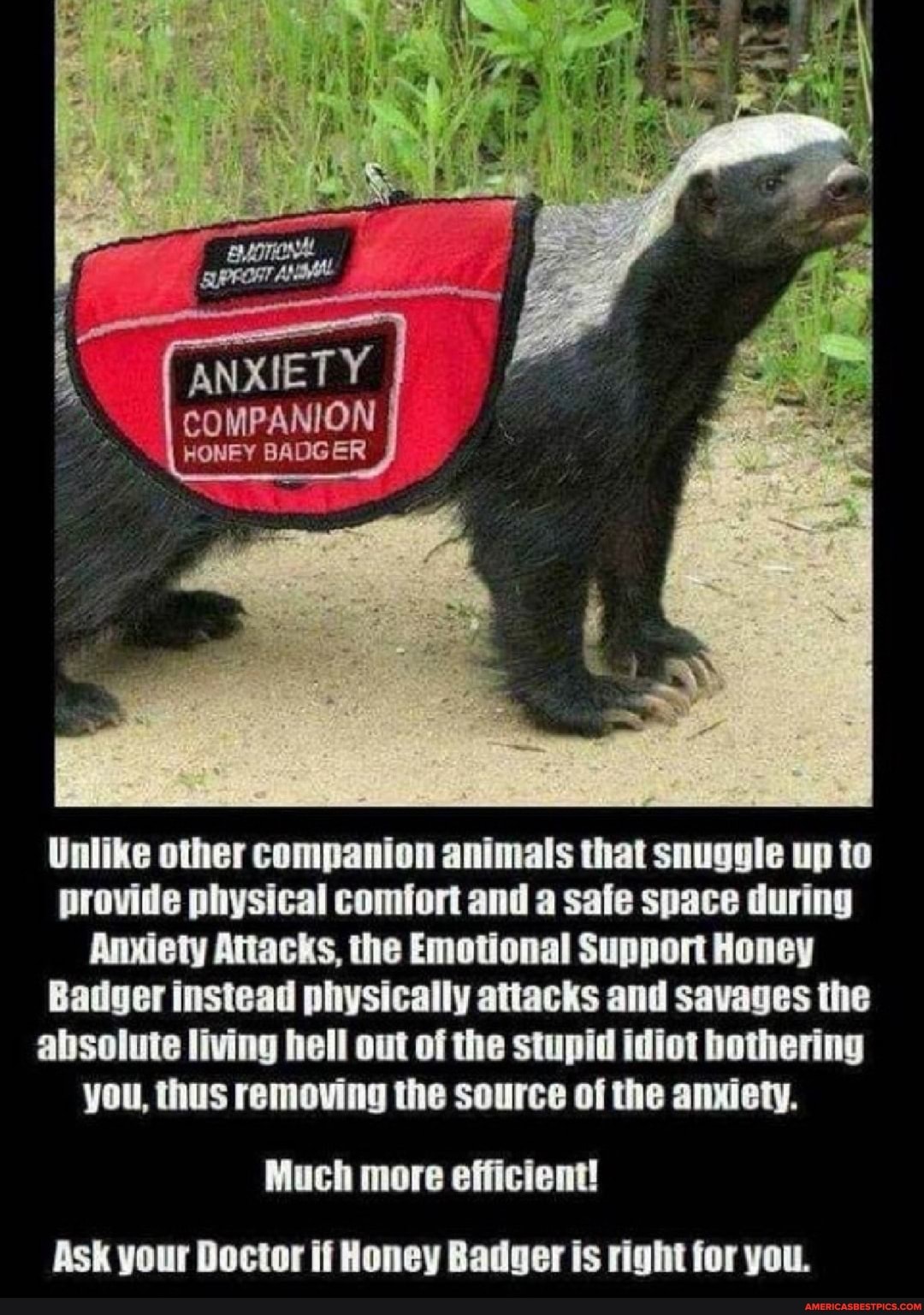 "ANXIETY COMPANION HONEY BADGER Unlike other companion animals that ...