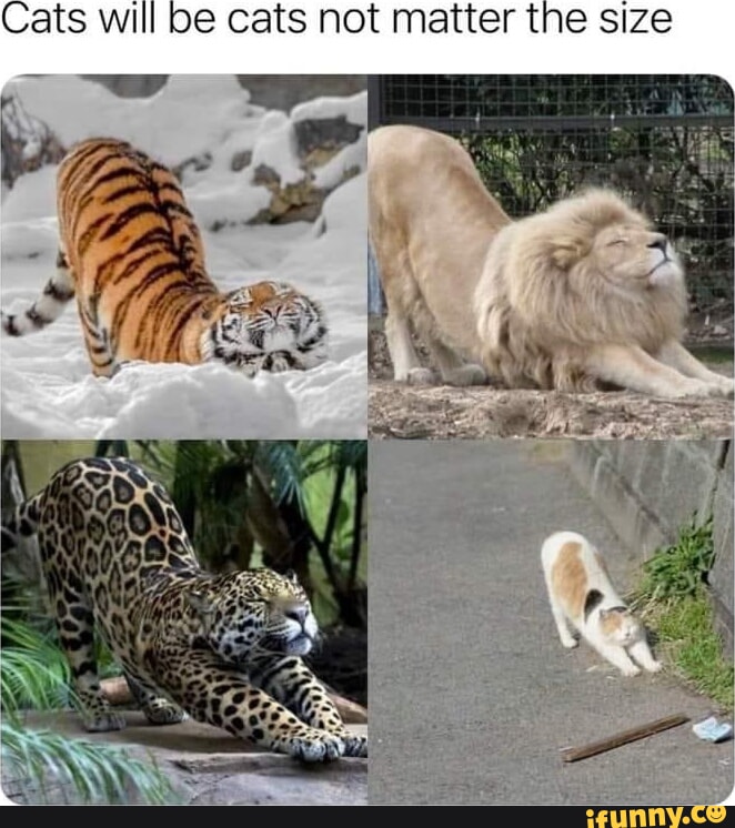 Into my house because have anti nti-gun signs - iFunny