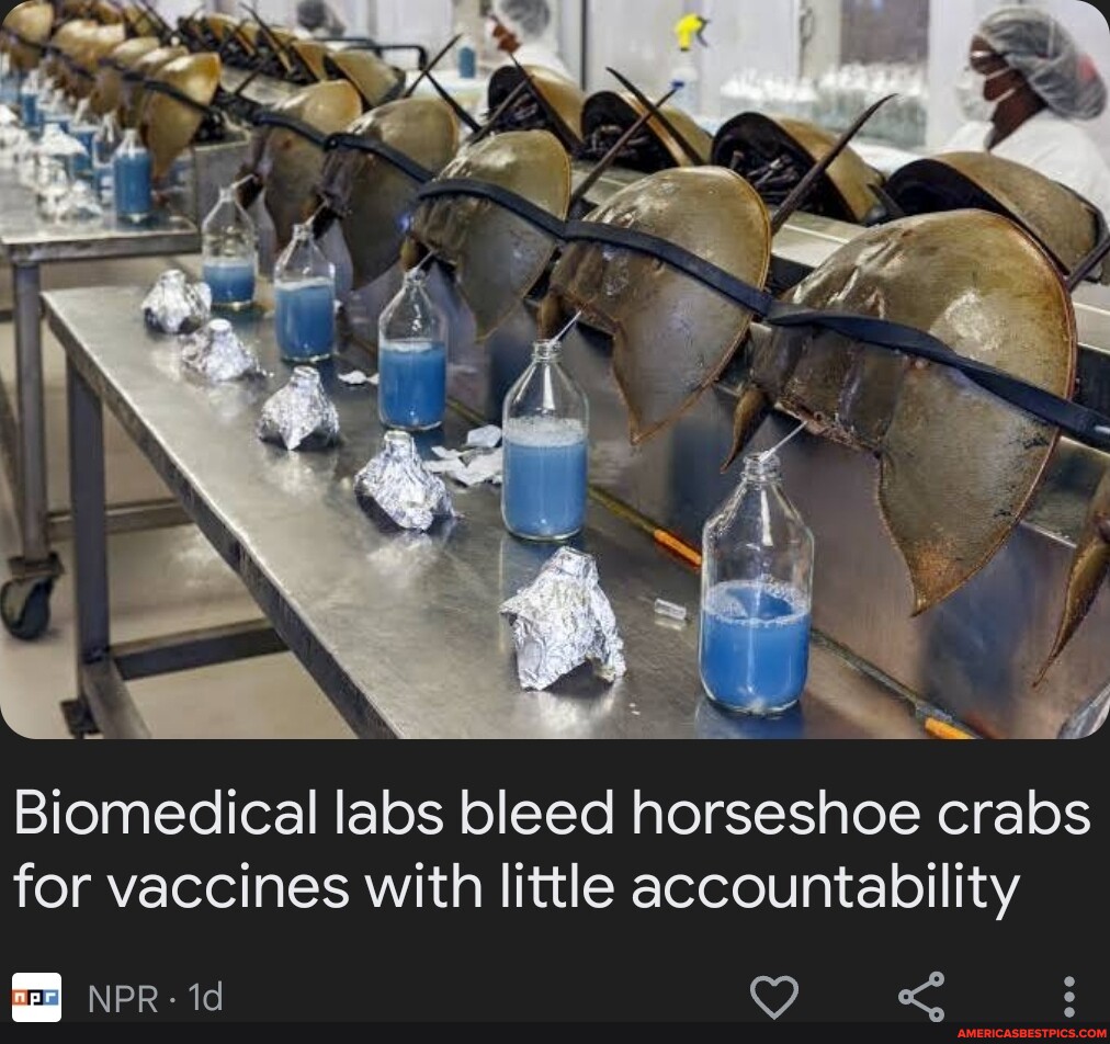 Biomedical labs bleed horseshoe crabs for vaccines with little ...