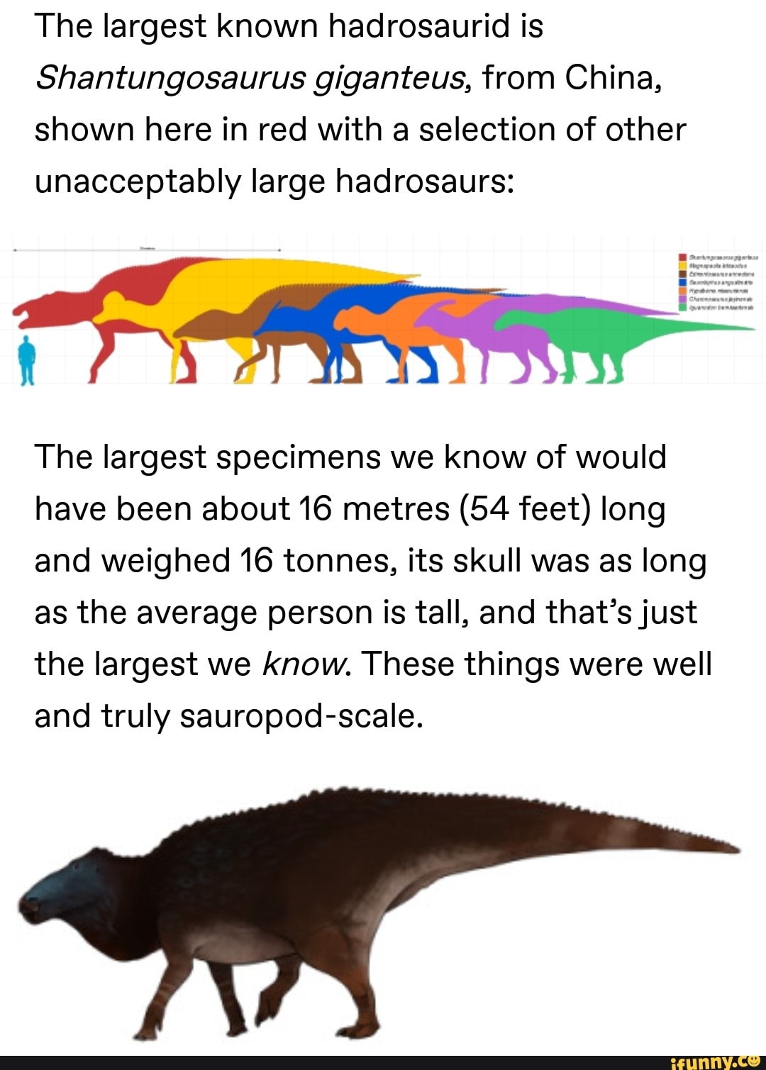 The largest known hadrosaurid is Shantungosaurus giganteus, from China ...