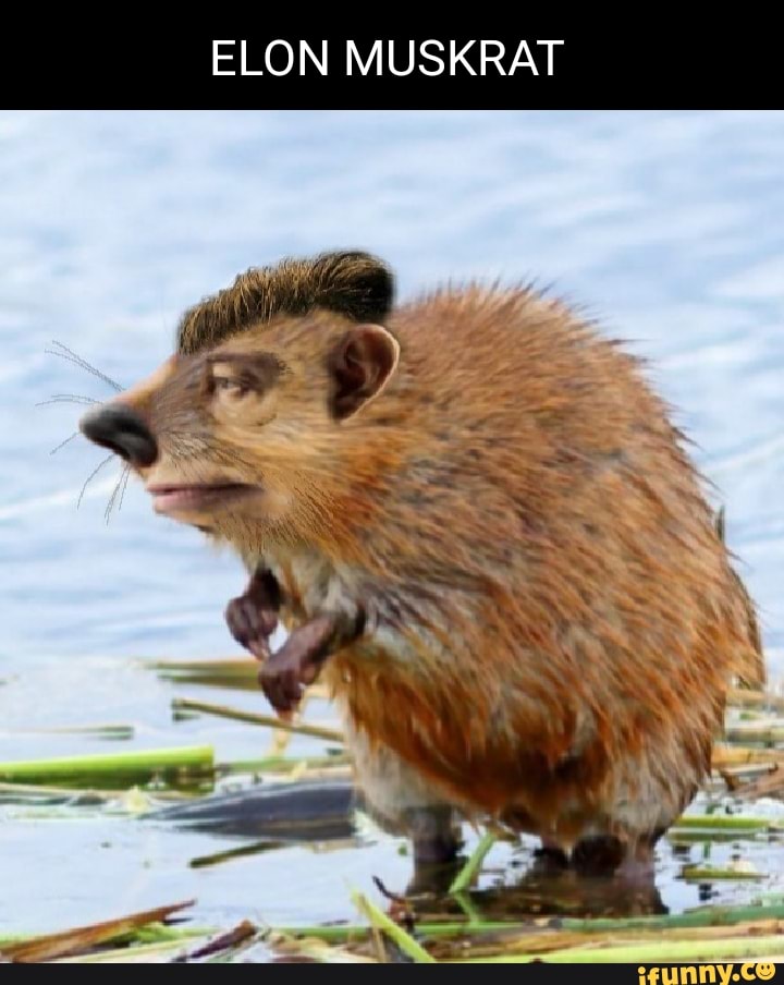 ELON MUSKRAT - iFunny