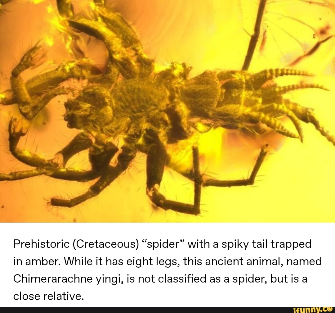 Prehistoric (Cretaceous) “spider” with a spiky tail trapped in amber ...