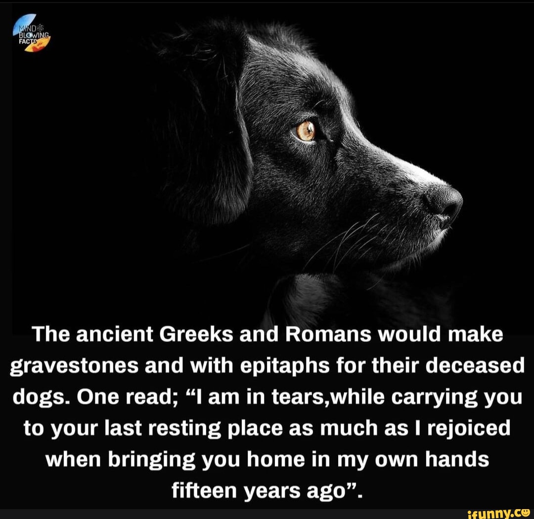 Epitaphs memes. Best Collection of funny Epitaphs pictures on iFunny