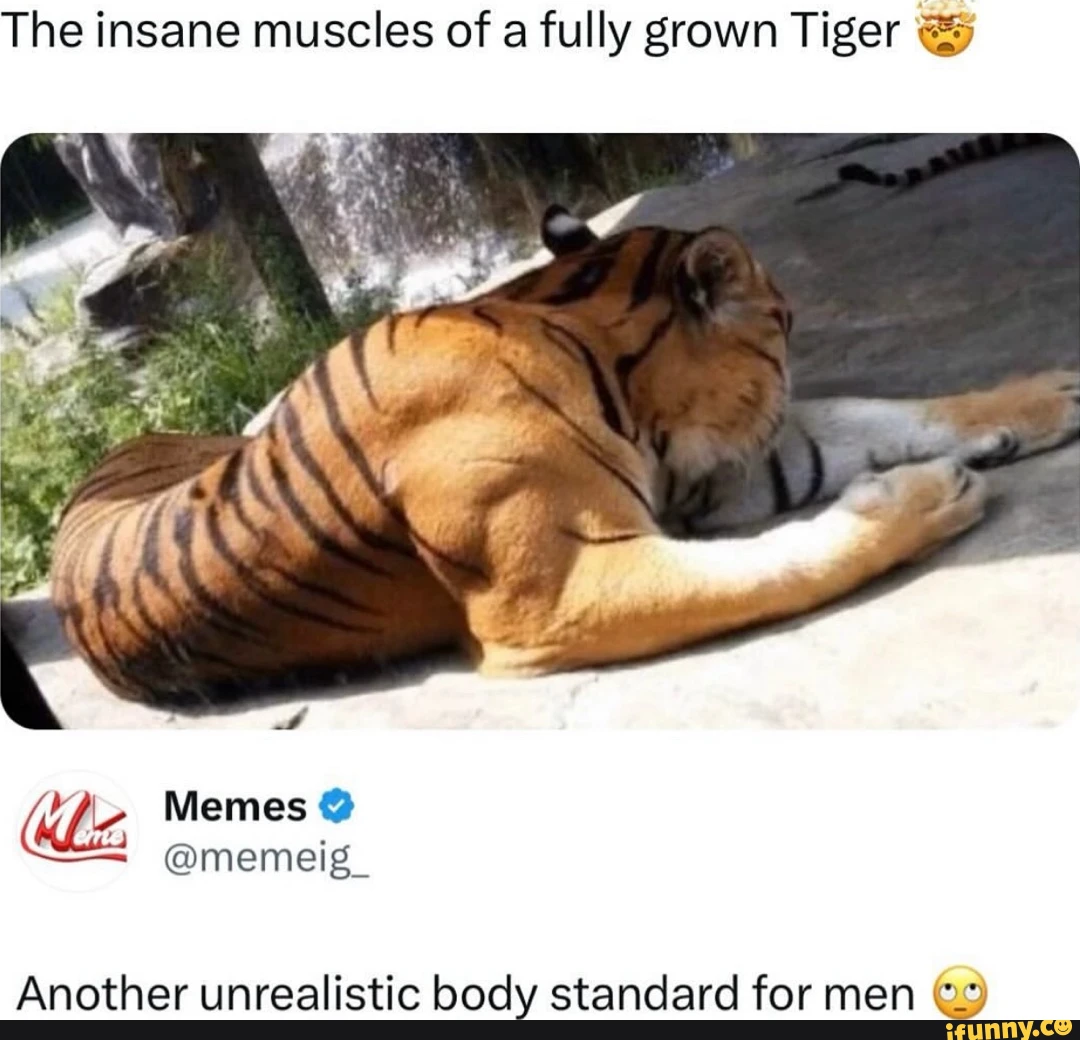 The insane muscles of a fully grown Tiger Memes @ Another unrealistic ...