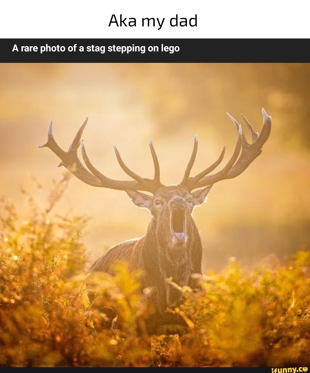 Aka my dad A rare photo of a stag stepping on lego - iFunny