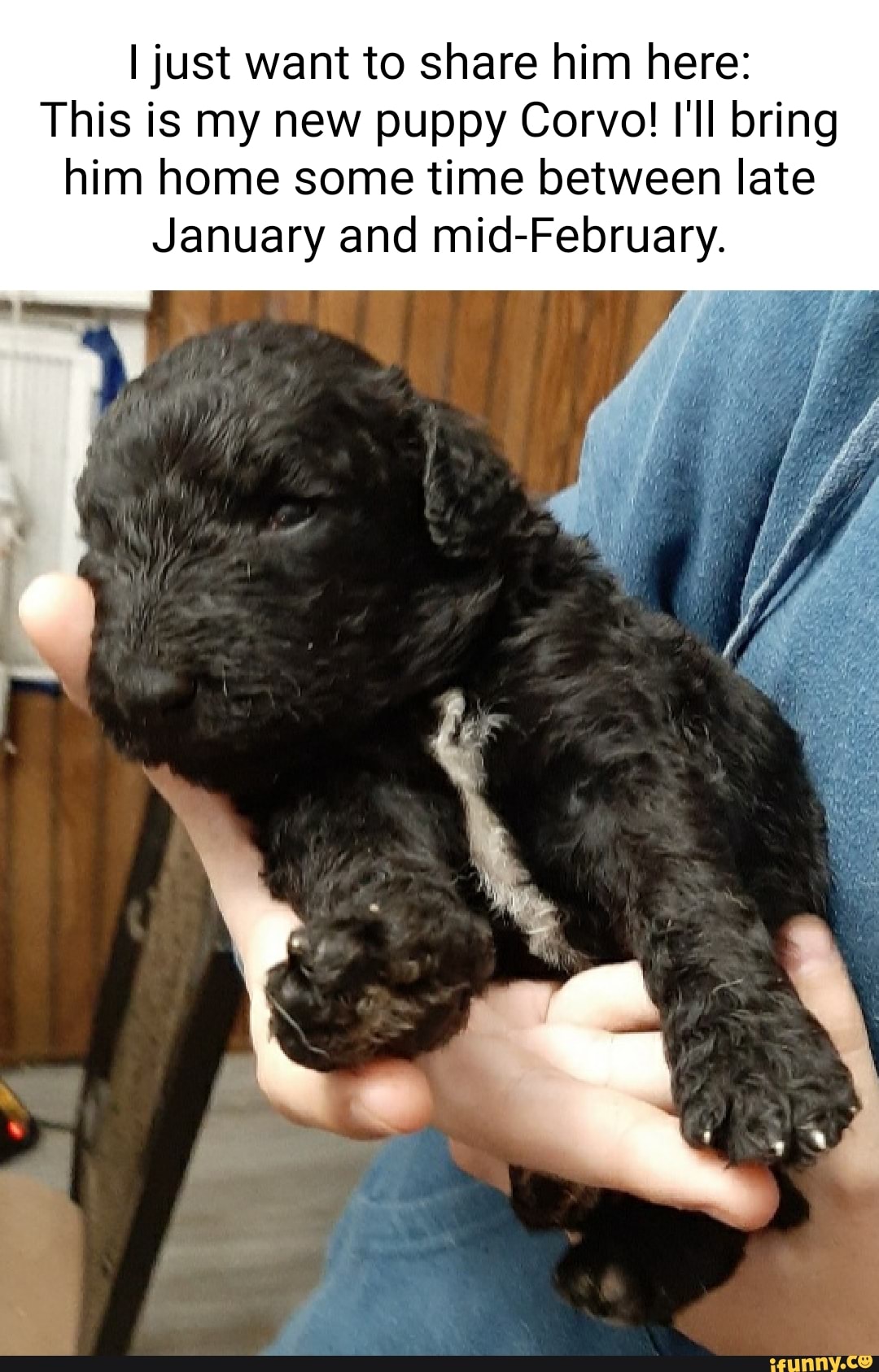 I just want to share him here: This is my new puppy Corvo! I'll bring ...