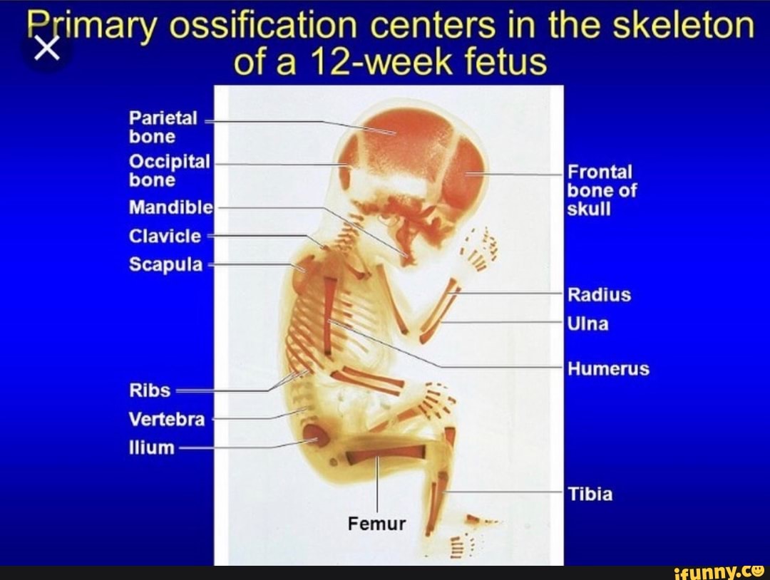 Ossification Center