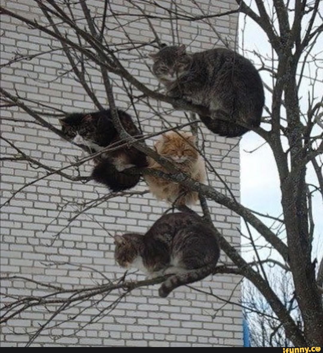 Catree memes. Best Collection of funny Catree pictures on iFunny