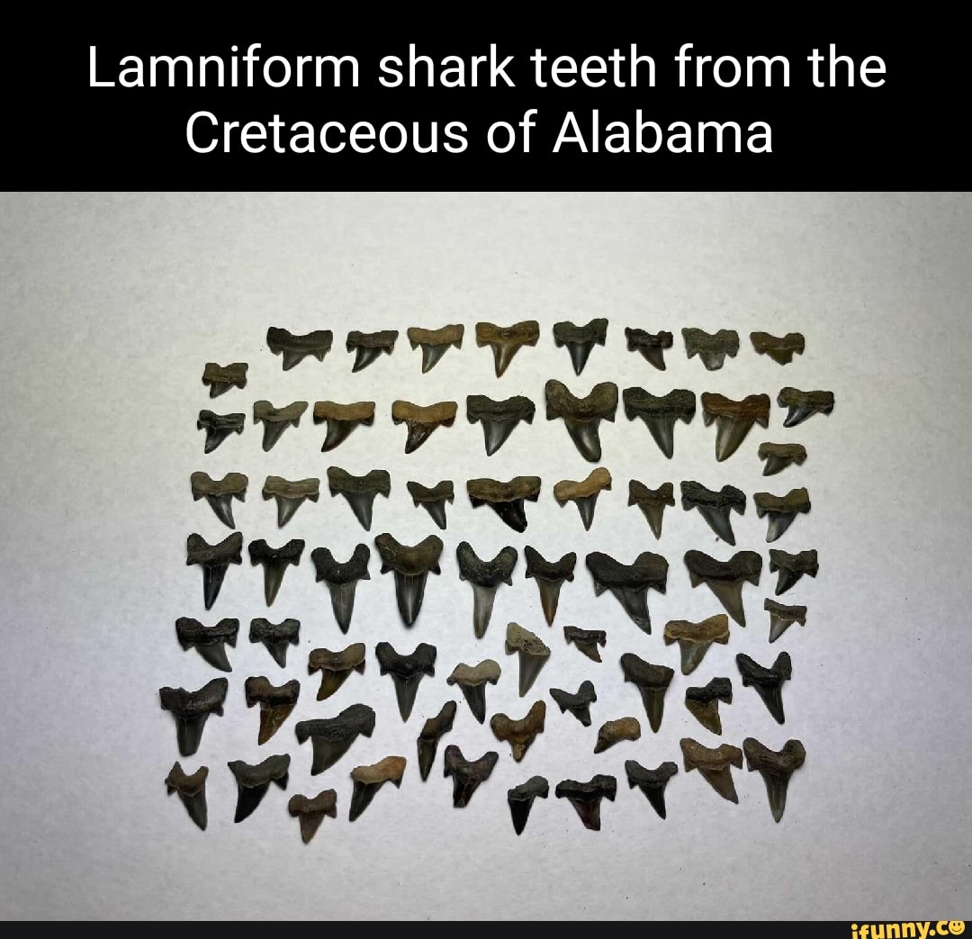 Lamniform shark teeth from the Cretaceous of Alabama - iFunny