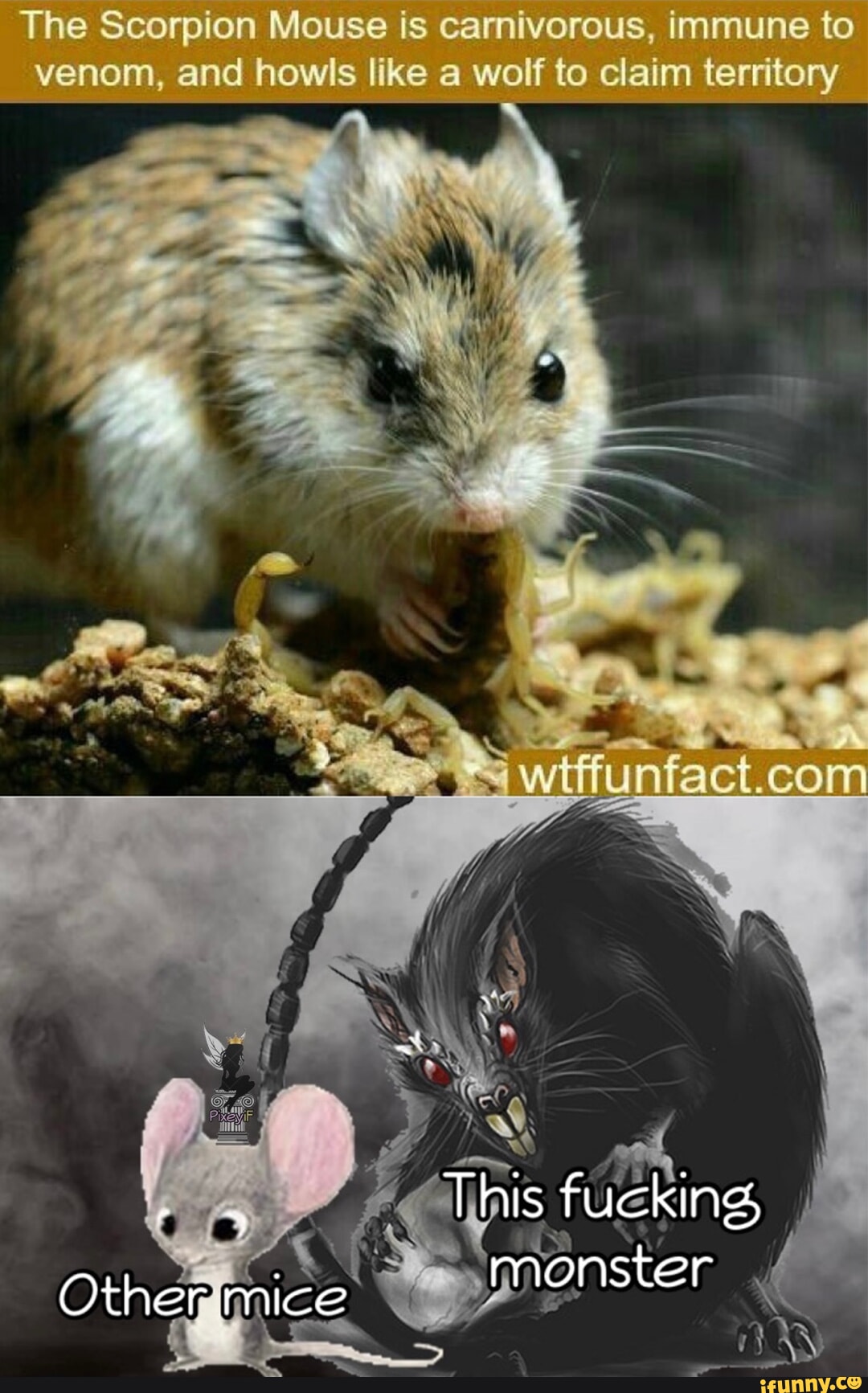 The Scorpion Mouse is carnivorous, immune to venom, and howls like a ...