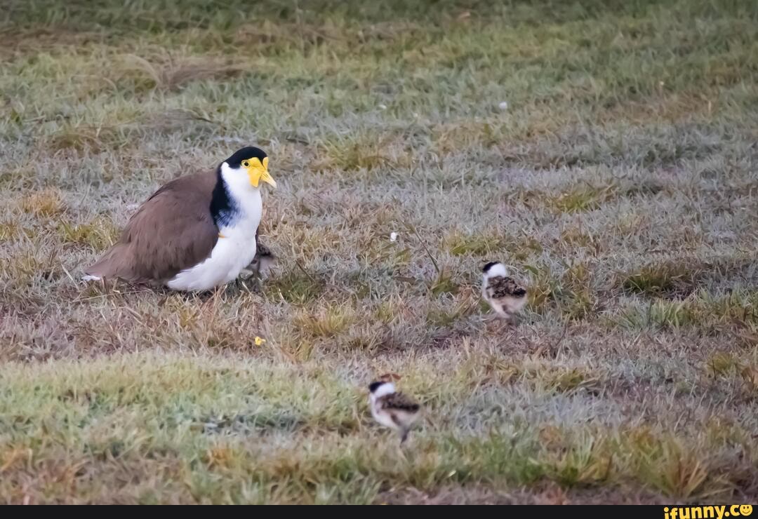 Swooped memes. Best Collection of funny Swooped pictures on iFunny